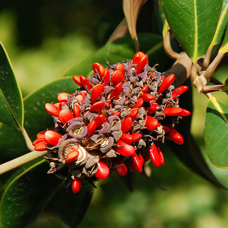 Clerodendron Serratum (Bharangi) Uses & Benefits | Dabur